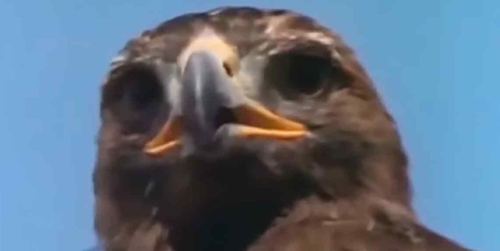 “Mutual of Omaha’s Wild Kingdom” with Marlin Perkins was a popular show ...